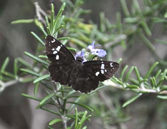 タマの庭のダイミョウセセリ | タマの田舎暮らし