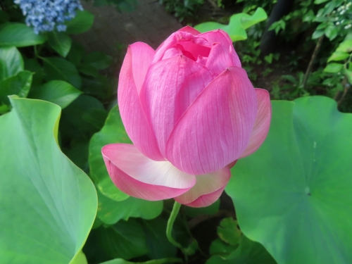 タマの田舎暮らし