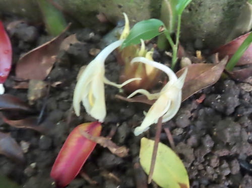 切る紫陽花、残す紫陽花 | タマの田舎暮らし