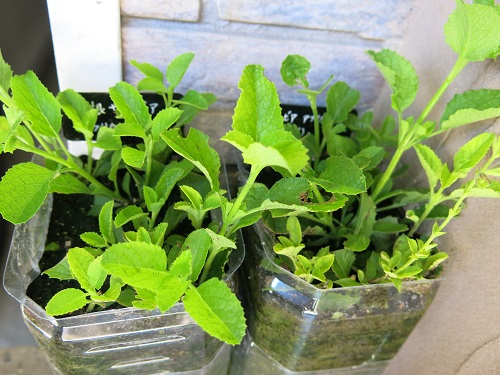 挿し芽のポット上げ＆裏庭に台設置 | オカピのガーデニングブログ