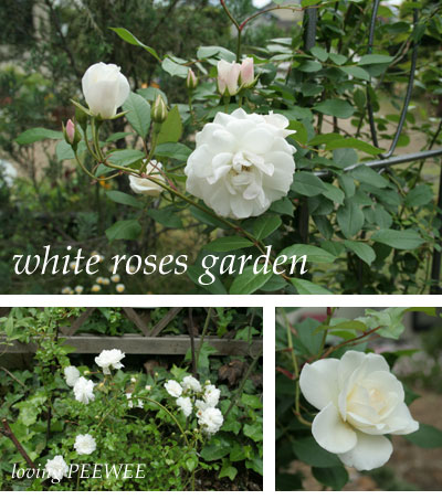 〓white roses holic | loving PEEWEE〓
