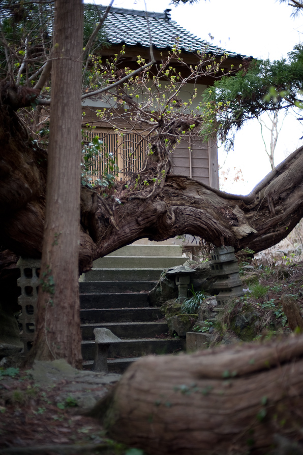 関の大杉さん | ガシマ