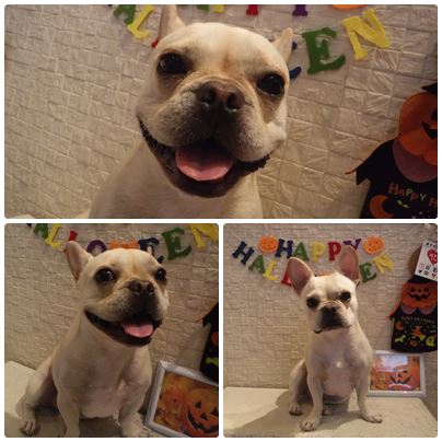 アニエル☆今日のわんこたち☆ | Anier～Dog Grooming Room～アニエル ドッグ・グルーミング・ルーム