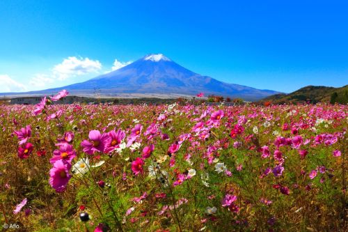 【JAPON】【Cosmos コスモス秋桜】les cosmos sont désignés sous le nom d ...