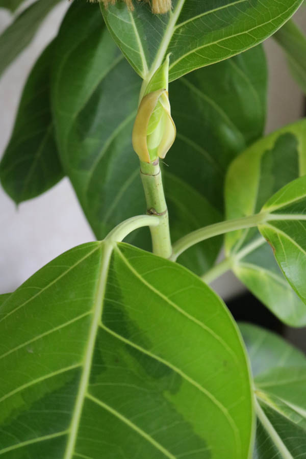 RS-Islandiya 普通種 ウクライナ種 RS-アイスランディヤ（RS-アイスランド） | 植物あれこれ