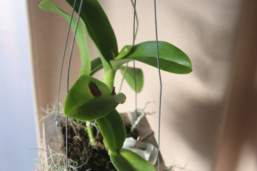 Rth.Nell Hammer (Rhyn Cattleanthe) ラインカトレアンテ 蕾 順調 | 植物あれこれ