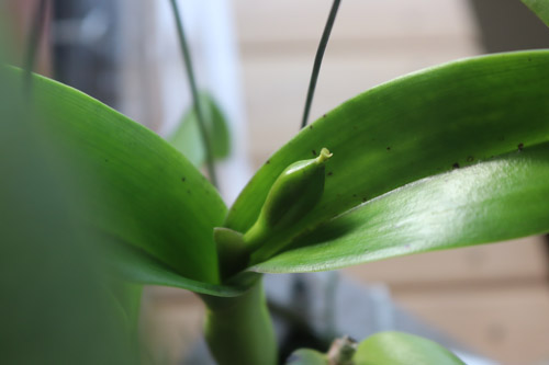 Rth.Nell Hammer (Rhyn Cattleanthe) ラインカトレアンテ 蕾 順調 | 植物あれこれ