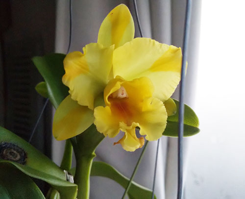 Rth.Nell Hammer (Rhyn Cattleanthe) ラインカトレアンテ 開花 | 植物あれこれ