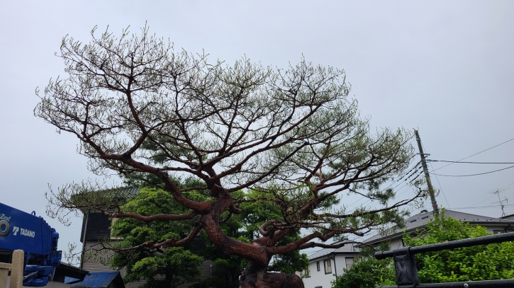 赤松の剪定 | play green 庭師