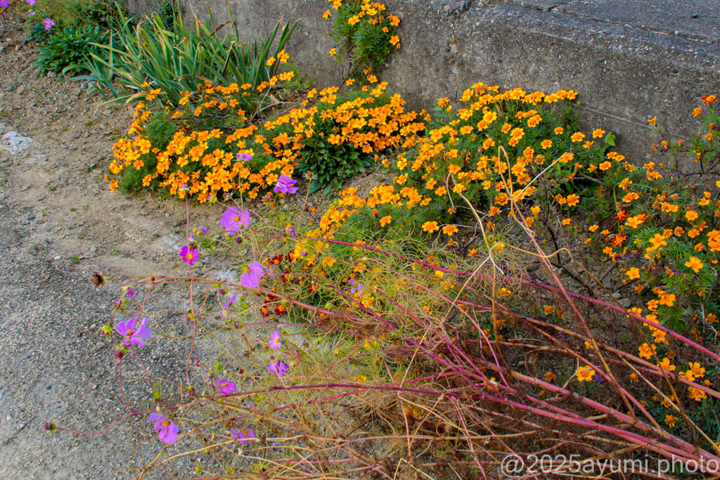 観覧車の反対側まで来た_2024秋下津井「風の道」⑳ | 金澤遊歩