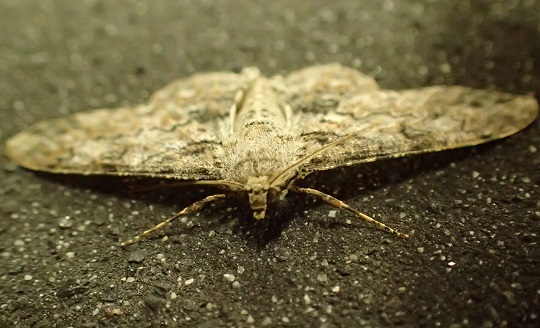 ヨモギエダシャク | 萌萌虫雑記帳