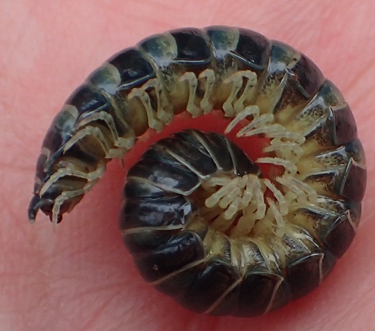 ミドリババヤスデ | 萌萌虫雑記帳