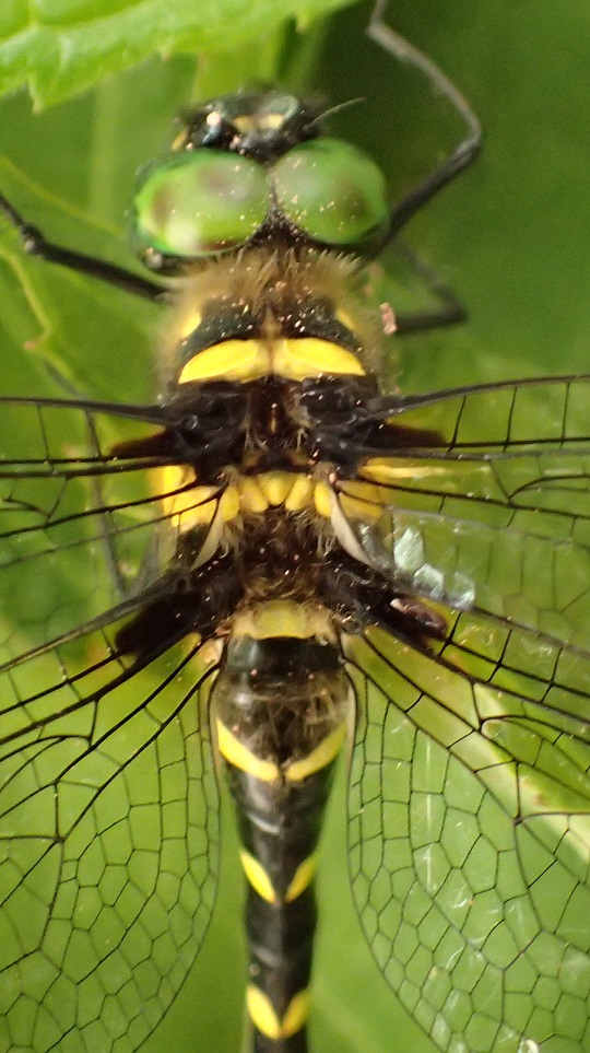 オニヤンマ2 | 萌萌虫雑記帳