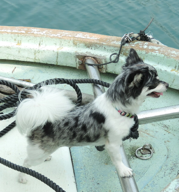 宝亀湾の『岩カキ海洋牧場』ロケ | 親方の隠し部屋