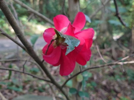 花 | 親方の隠し部屋