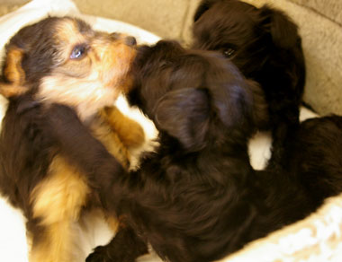 初対面～Mシュナウザーvsレイクランドテリア | Kerry Kennel Blog ミニチュアシュナウザー ワイアーフォックステリアの子犬販売