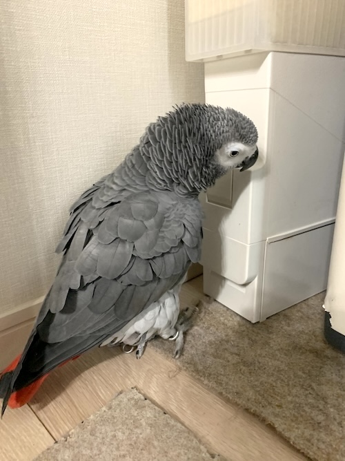 お迎え2ヶ月経過 | 私が遠く去る日まで