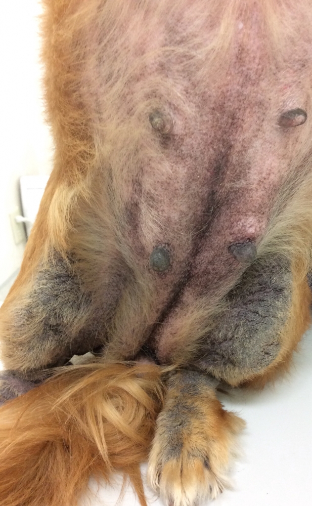 慢性増殖性皮膚炎（Chronic hyperplastic dermatitis:CHD）難治性皮膚病 | オアシス便り | 垂水オアシス動物病院