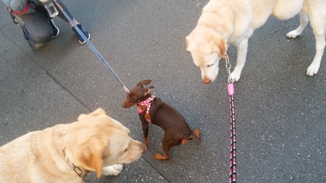 一番ちっちゃいお友達 | Chizuru's Diary