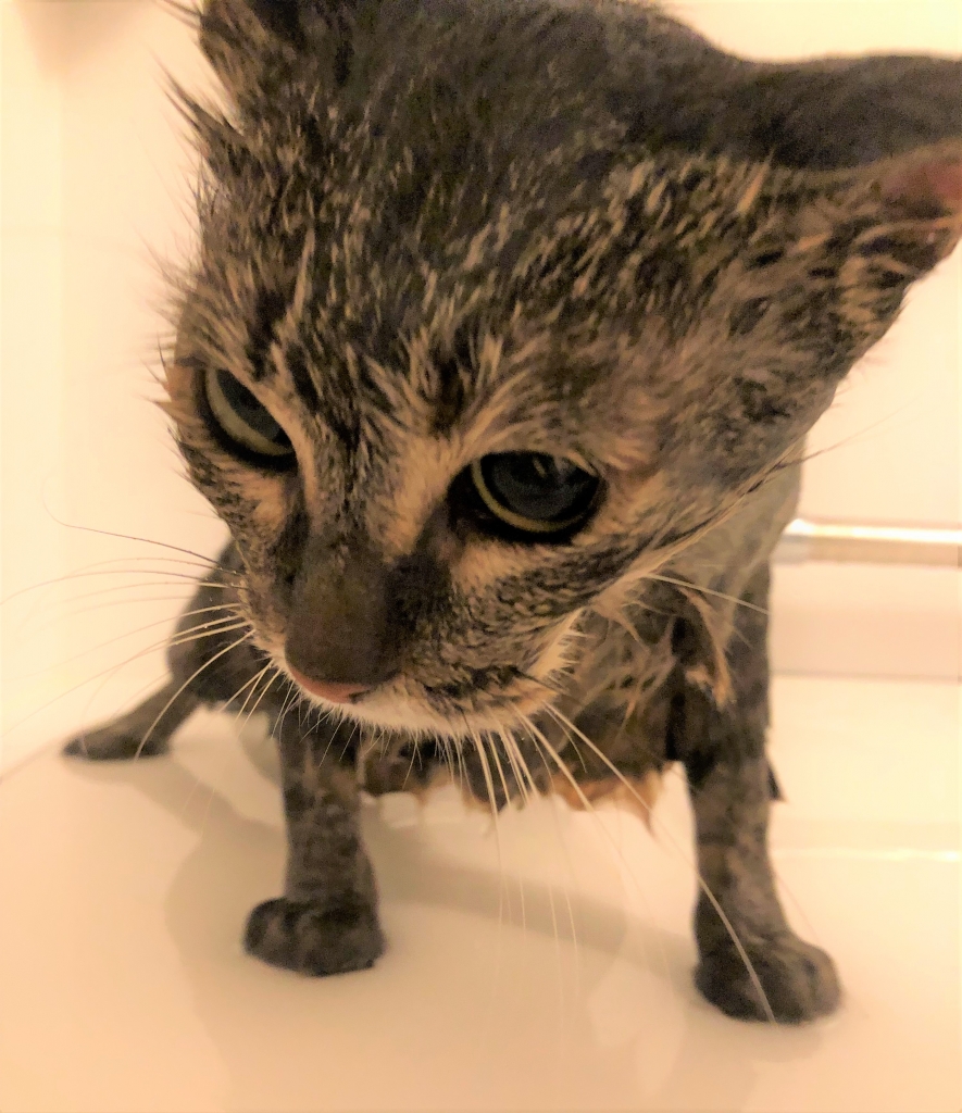 スタッフブログ | ハロー！パソコン教室イトーヨーカドー能見台校