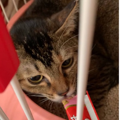 ねこちゃんトライアル中です。 | Sweet Nostalgia