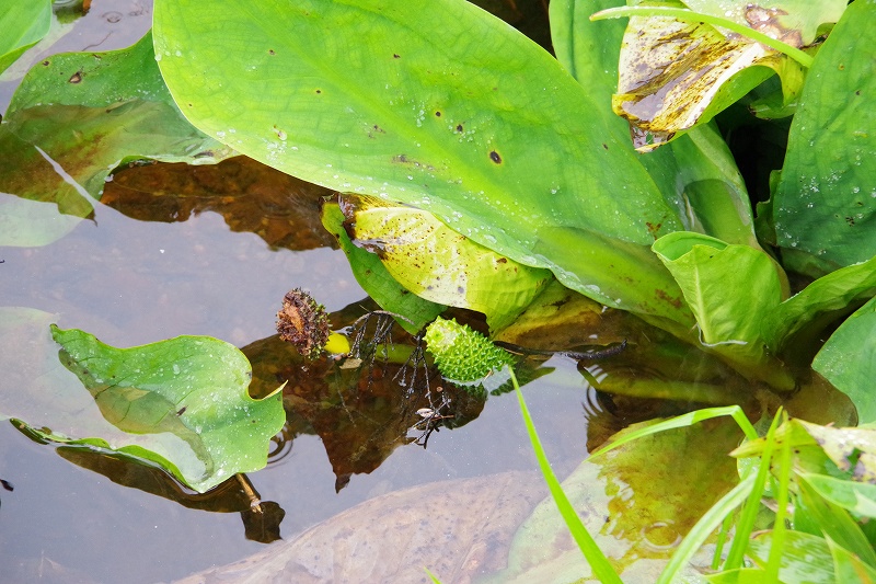 初めての尾瀬3日目 | 愛媛大学うたごえ合唱団はと