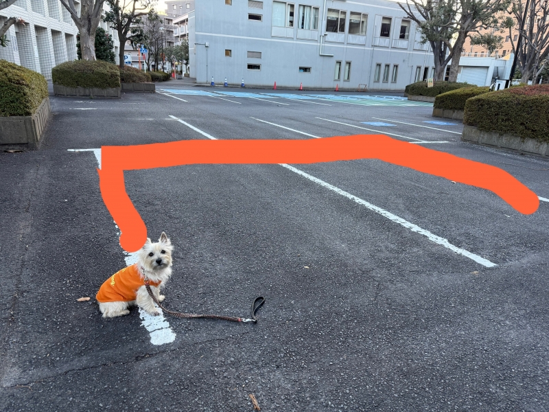 師走の街へ。 | 薄汚れ君がいく
