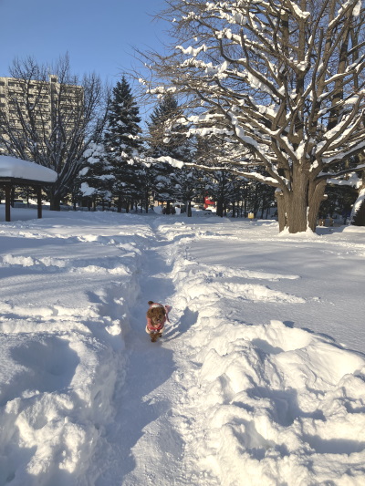 ★税理士証票ケース（横型）＆雪山高し | なないろダイアリー