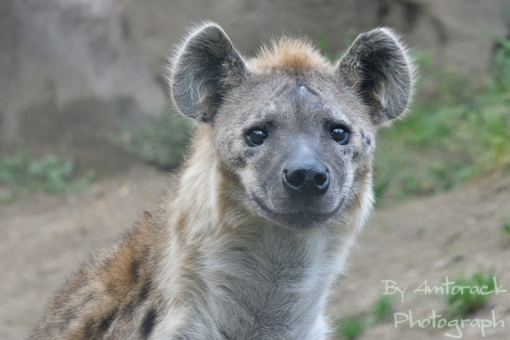 ワイド側の420mm！ | 動物園より・・・・ 時々雑多写真展。