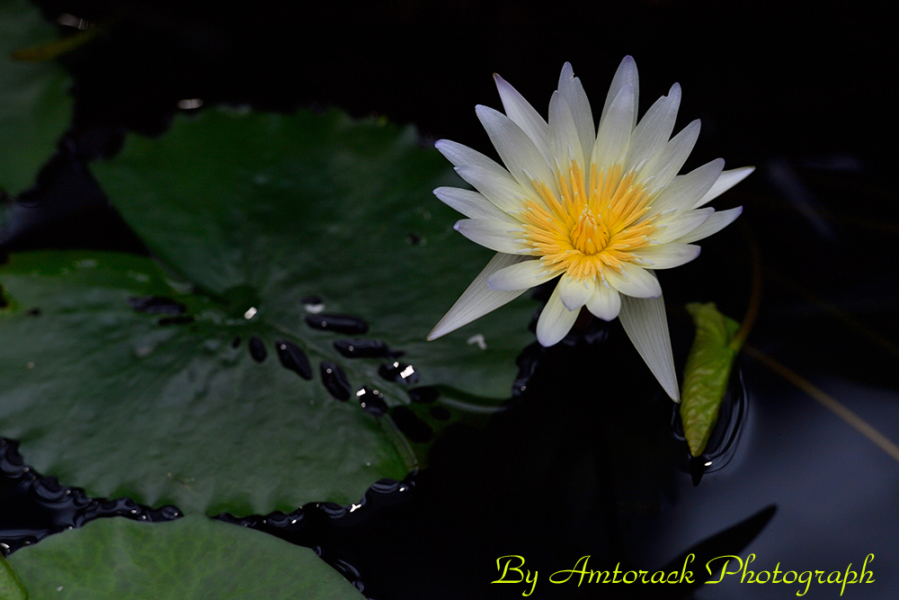 ハスの花IN神戸どうぶつ王国 | 動物園より・・・・ 時々雑多写真展。