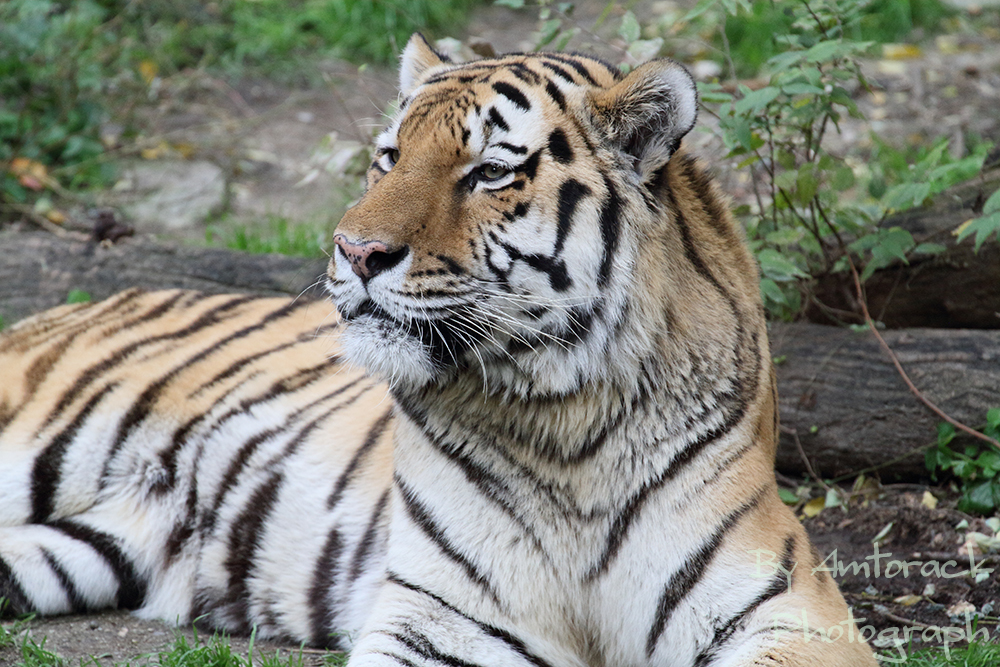 センイチ君！有り難うございました。3 | 動物園より・・・・ 時々雑多写真展。