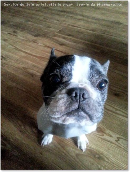 ポポちゃん(フレンチブル)のお留守番スタイル | ルプリュ写真館