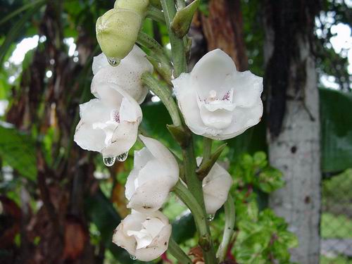 Peristeria属 | COSPA Blog