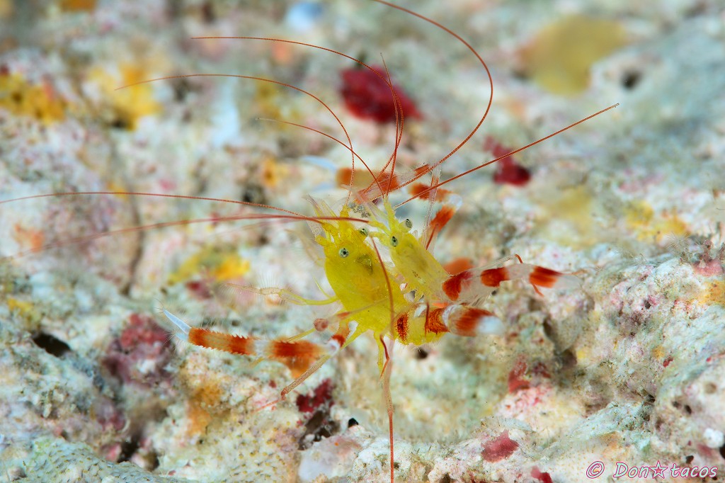 ザンジバルボクサーシュリンプ (学名：Stenopus zanzibaricus) | Don☆tacos × 幼魚戦記