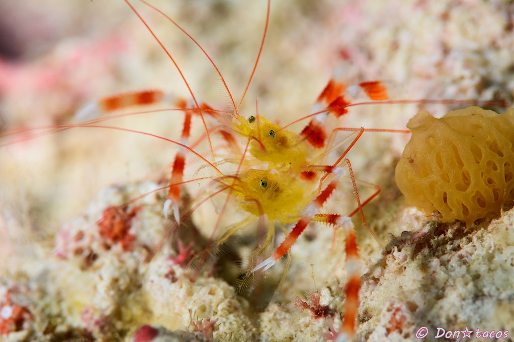 ザンジバルボクサーシュリンプ (学名：Stenopus zanzibaricus) | Don☆tacos × 幼魚戦記