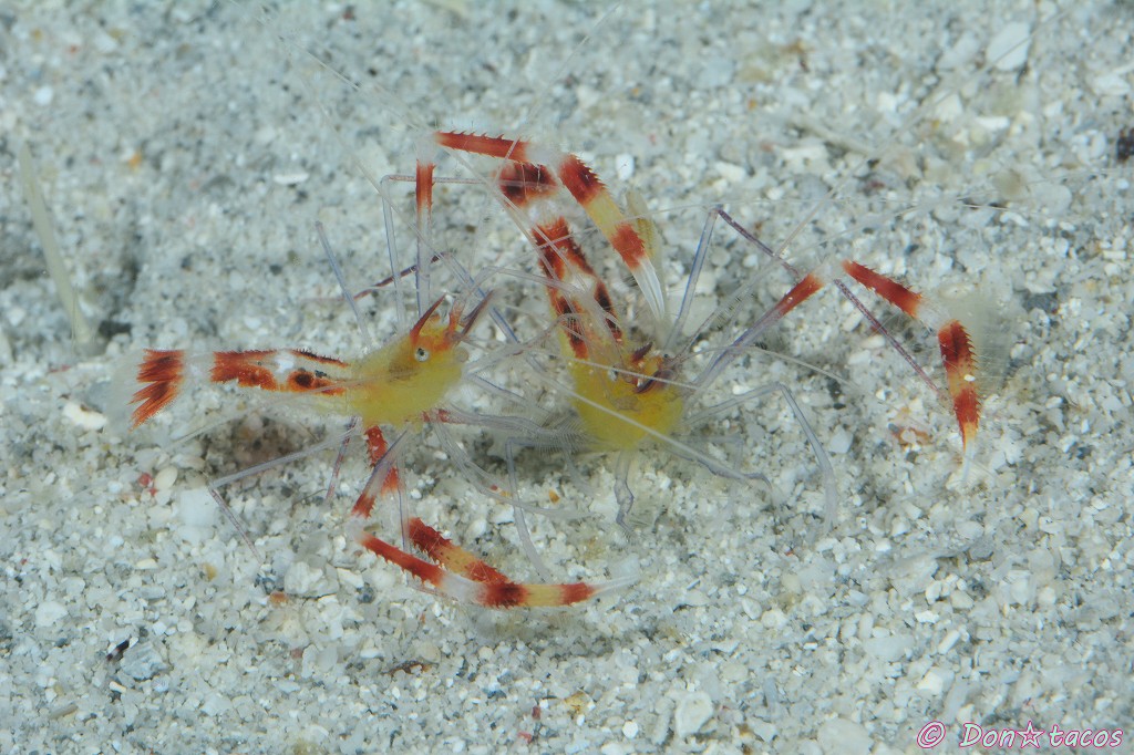 ブルーレッグボクサーシュリンプ（学名： Stenopus cyanoscelis.） | Don☆tacos × 幼魚戦記