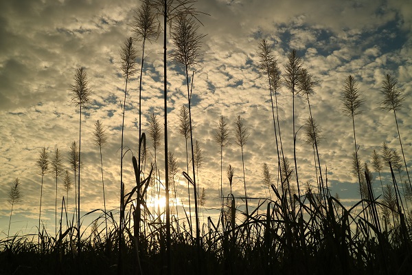 たんかんの季節到来 | 奄美 ヴィラゆりむん 特別な日を味わうお店