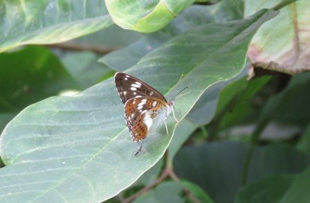 2016年08月の記事 | 熊プーの生活
