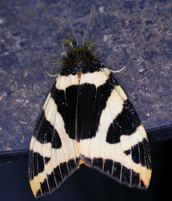 長崎県RDB(2001)の昆虫 | 虫つれづれ＠対馬v2