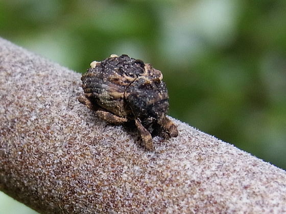 ゾウムシ チョッキリ オトシブミ | 虫つれづれ＠対馬v2