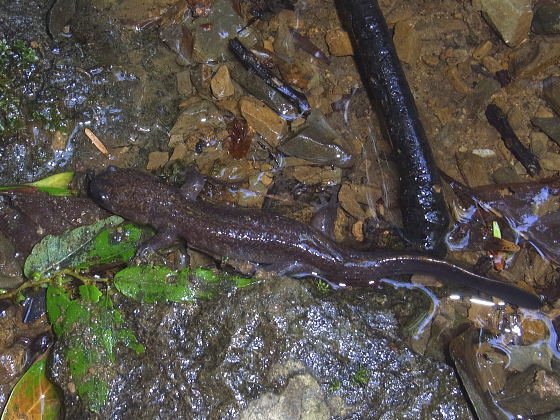 ツシマサンショウウオとアムールカナヘビ | 虫つれづれ＠対馬v2