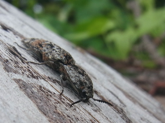 ヒゲコメツキとウバタマコメツキ | 虫つれづれ＠対馬v2