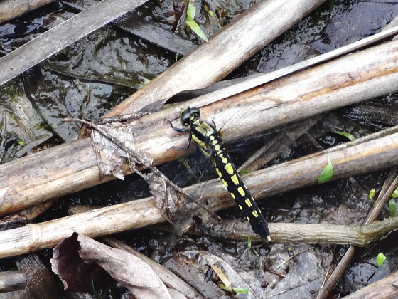 シオヤトンボ 大陸亜種 「警護飛翔」 | 虫つれづれ＠対馬v2