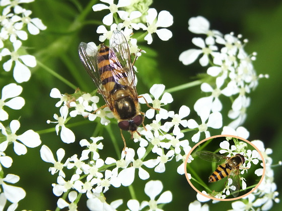 オビヒラタアブの一種 Epistrophe sp. | 虫つれづれ＠対馬v2