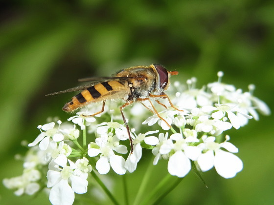 オビヒラタアブの一種 Epistrophe sp. | 虫つれづれ＠対馬v2
