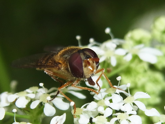 オビヒラタアブの一種 Epistrophe sp. | 虫つれづれ＠対馬v2