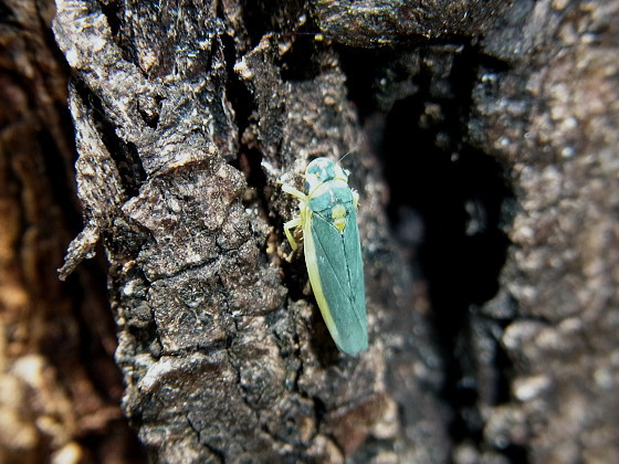 セミ・アワフキ・ツノゼミ | 虫つれづれ＠対馬v2