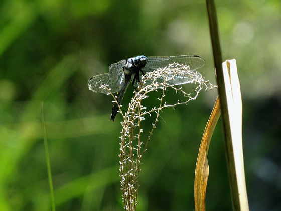 タイワンシオヤトンボ 産卵に戻る | 虫つれづれ＠対馬v2