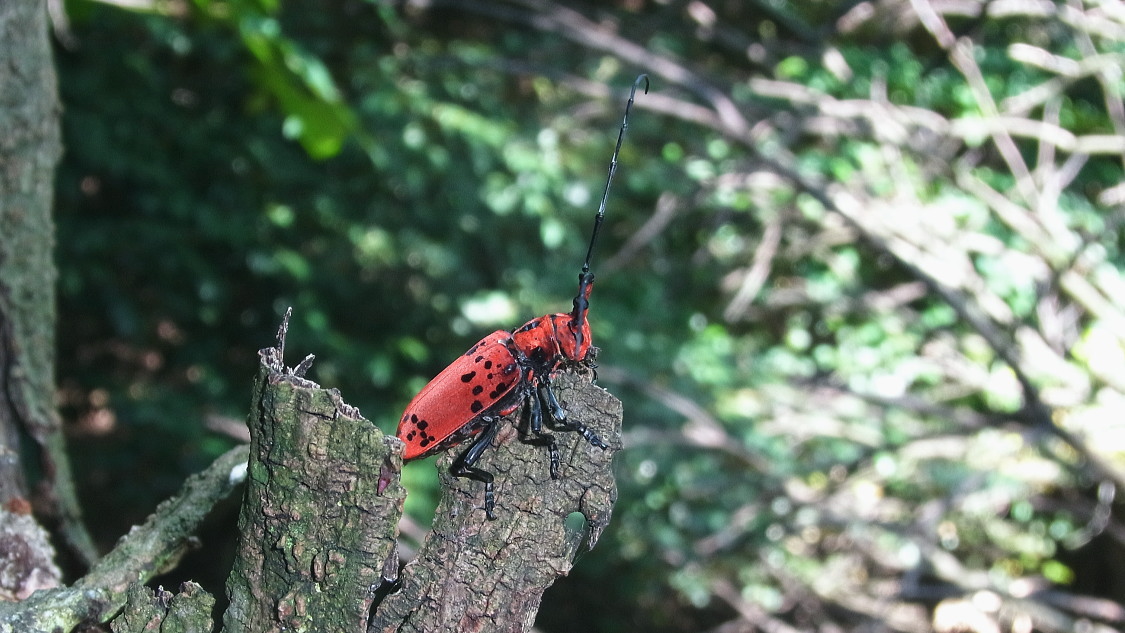 ホシベニカミキリ | 虫つれづれ＠対馬v2