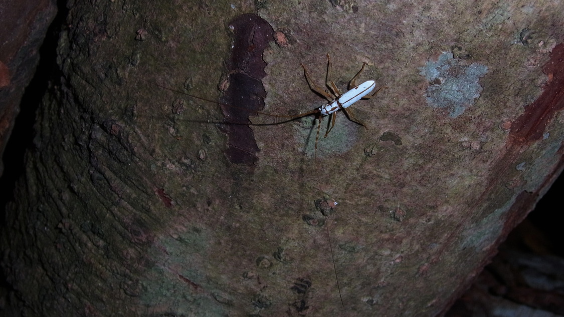 タカサゴシロカミキリ | 虫つれづれ＠対馬v2